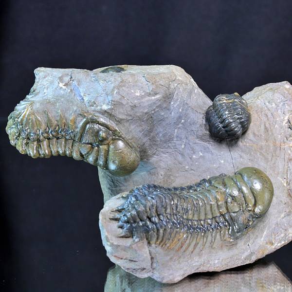 Trilobitter fra Marokko - Naturens Mangfold AS